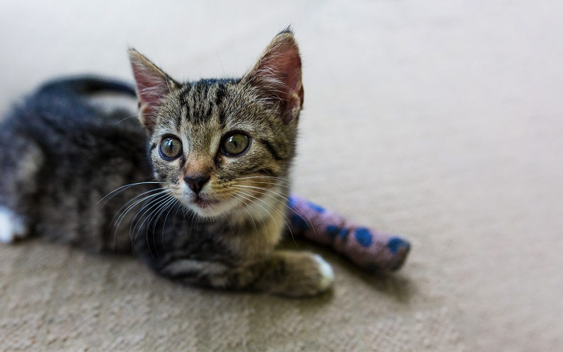 Home - Alley Cats and Angels of North Carolina