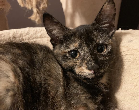 Home - Alley Cats and Angels of North Carolina