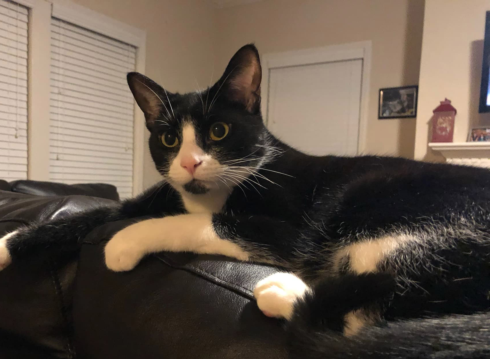 Our Cats - Alley Cats and Angels of North Carolina