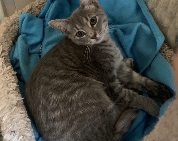 Our Cats - Alley Cats and Angels of North Carolina