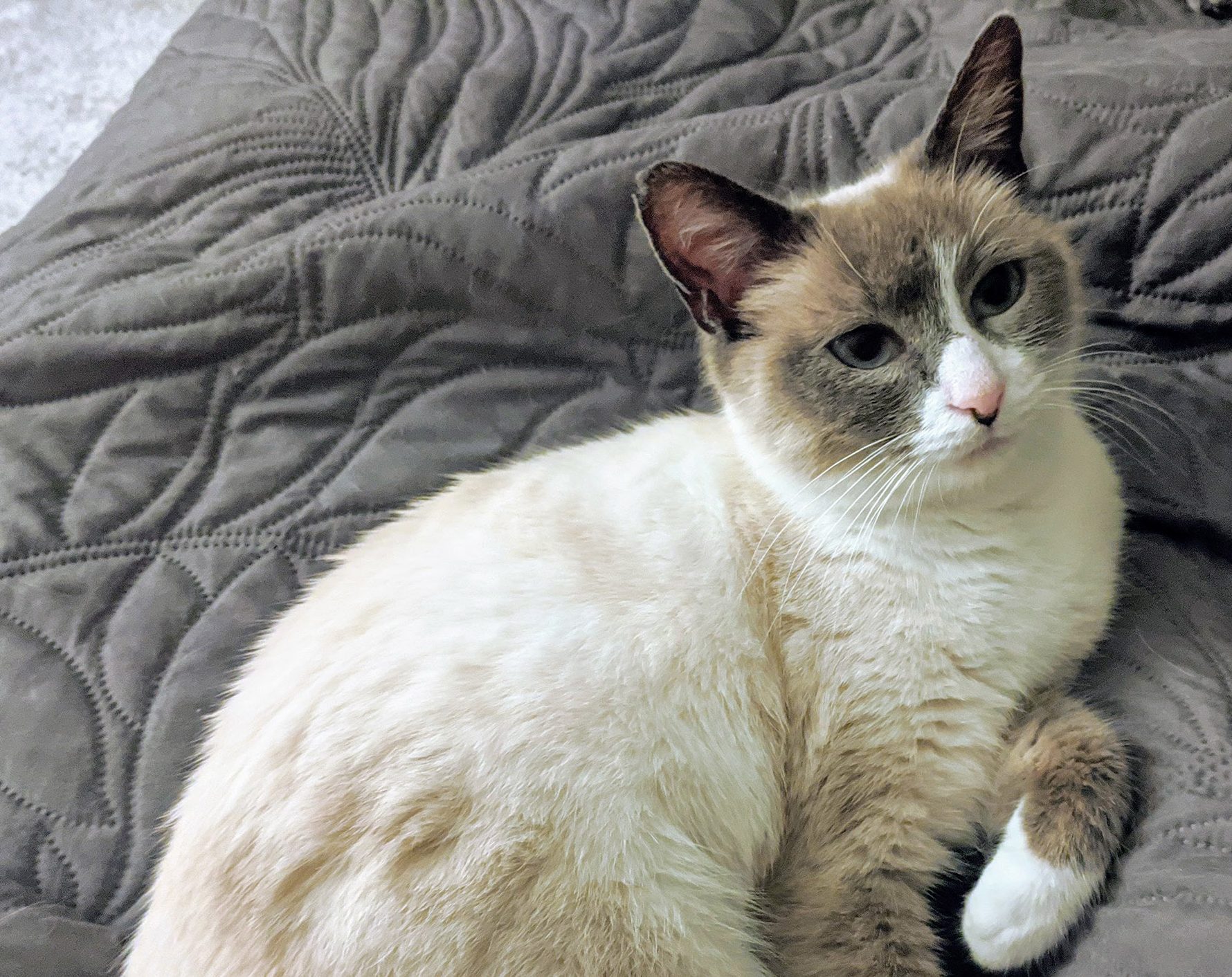 Our Cats - Alley Cats and Angels of North Carolina