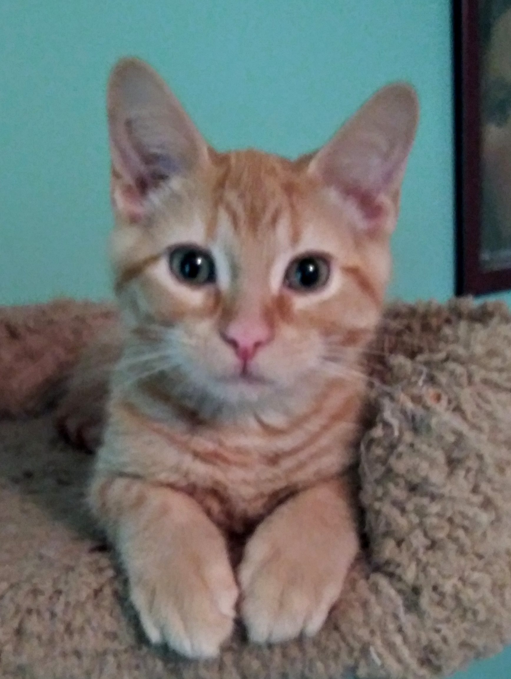 Our Cats - Alley Cats and Angels of North Carolina