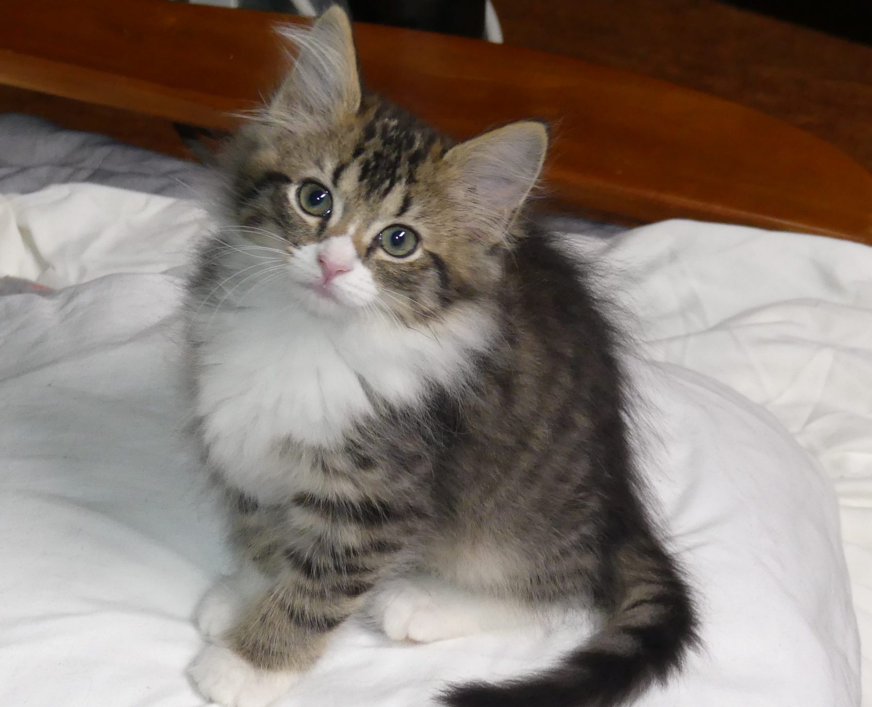 Home - Alley Cats and Angels of North Carolina