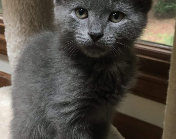 Home - Alley Cats and Angels of North Carolina