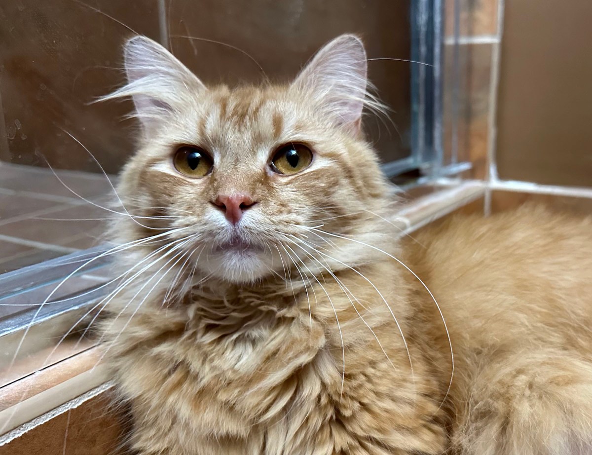 Bibble - Alley Cats and Angels