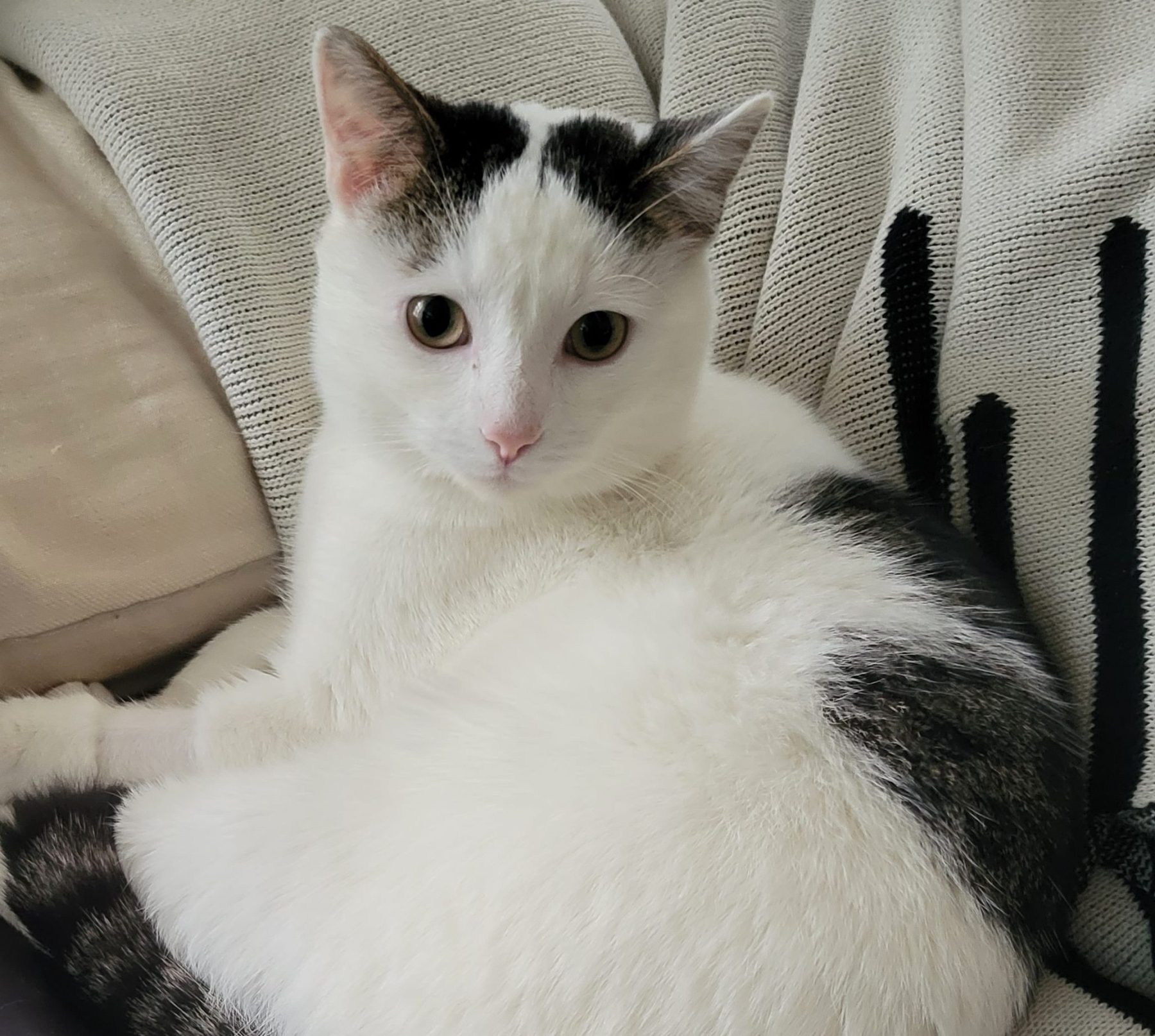 Home - Alley Cats and Angels of North Carolina