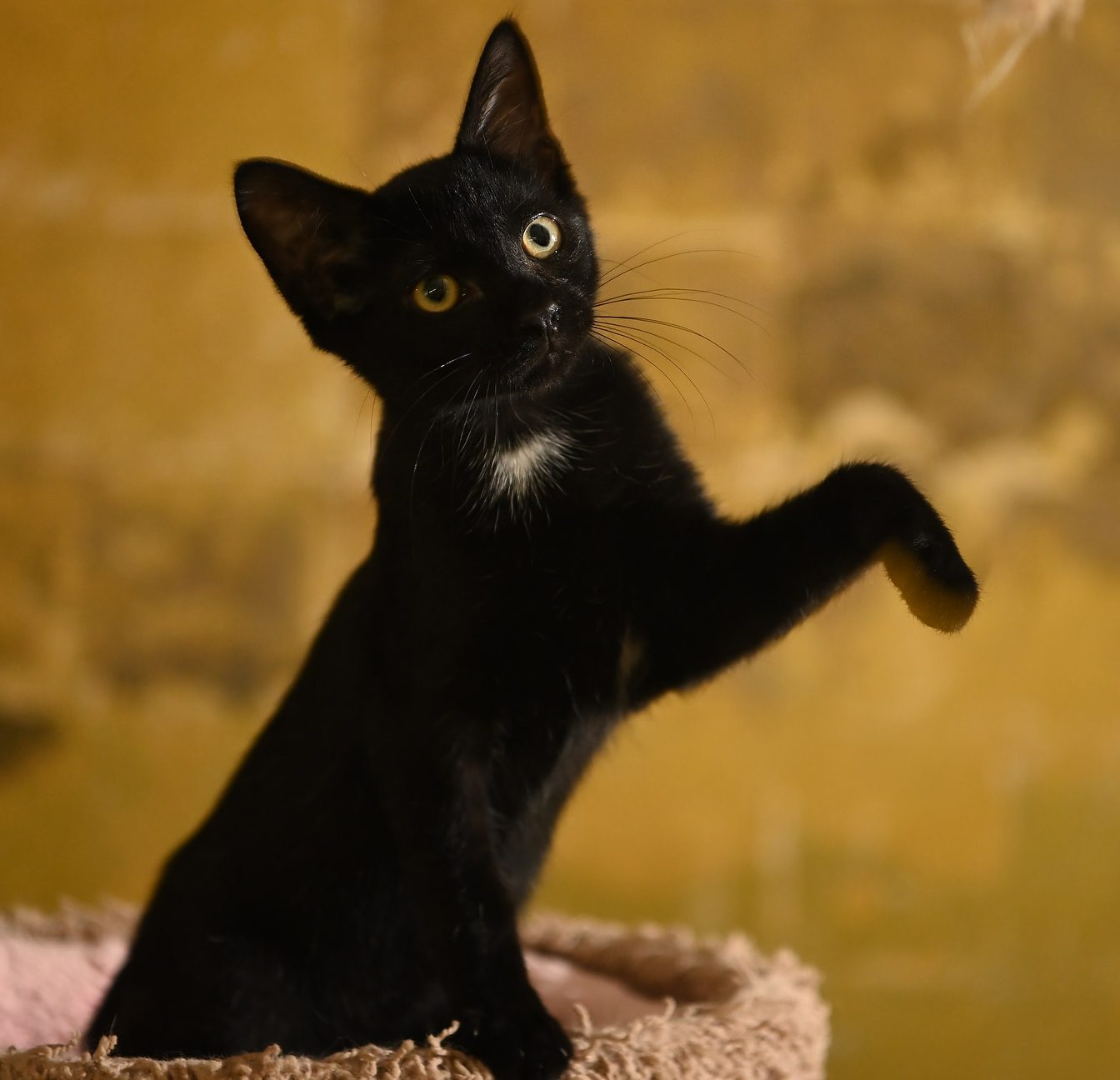 Home - Alley Cats and Angels of North Carolina